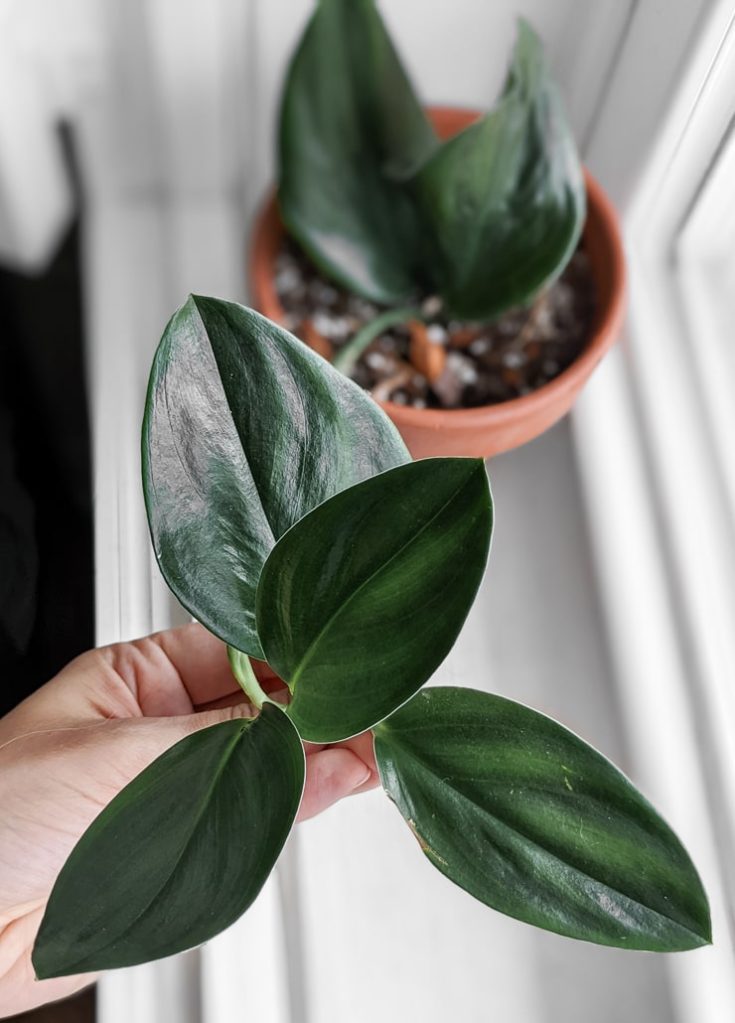 Scindapsus treubii dark form care...learn all about this rare variety!