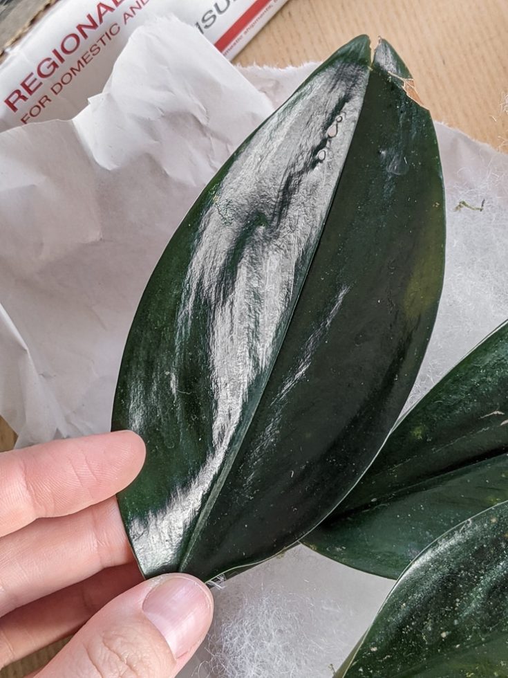 Scindapsus treubii dark form care...learn all about this rare variety!