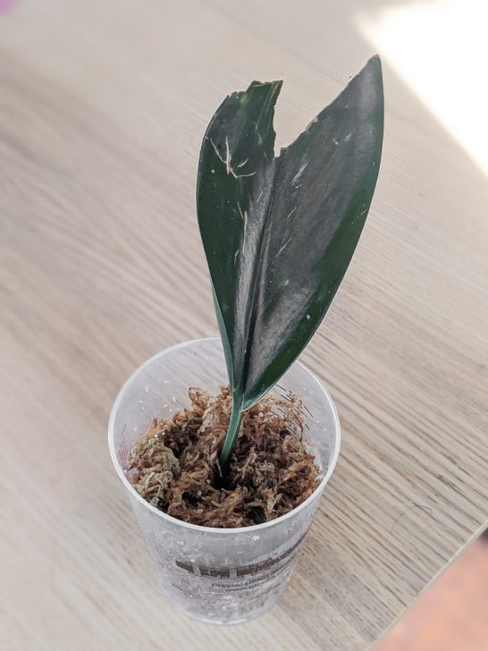 Scindapsus-Treubii-Dark-Form-4 - By Brittany Goldwyn | Live Creatively