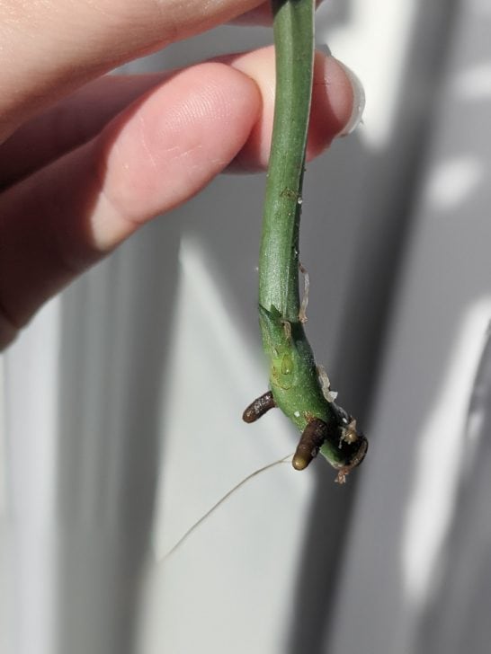 Scindapsus treubii dark form care...learn all about this rare variety!