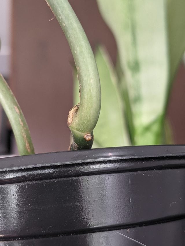 Scindapsus treubii dark form care...learn all about this rare variety!