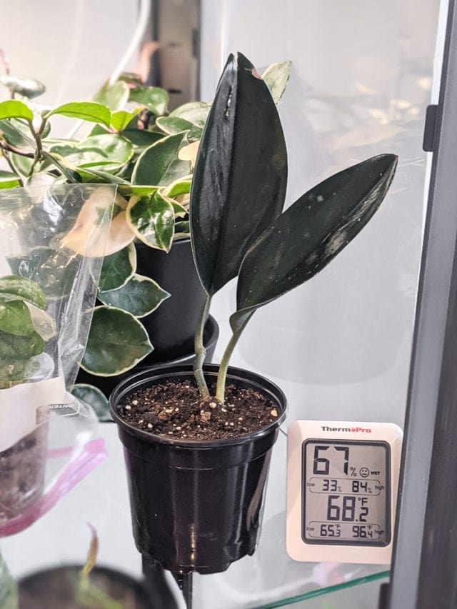 Scindapsus treubii dark form care...learn all about this rare variety!