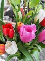 Your comprehensive guide to planting & growing tulips!