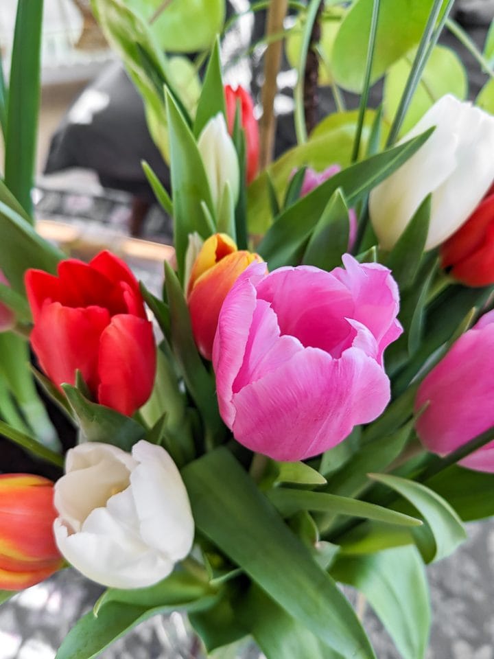 Your comprehensive guide to planting & growing tulips!
