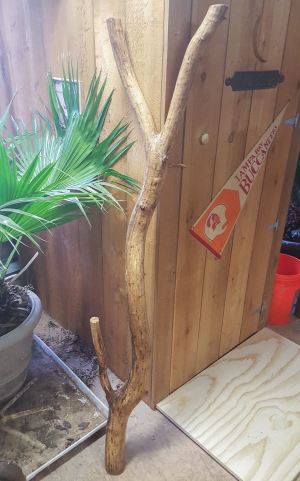 How to treat tree branches for indoor use & decor!