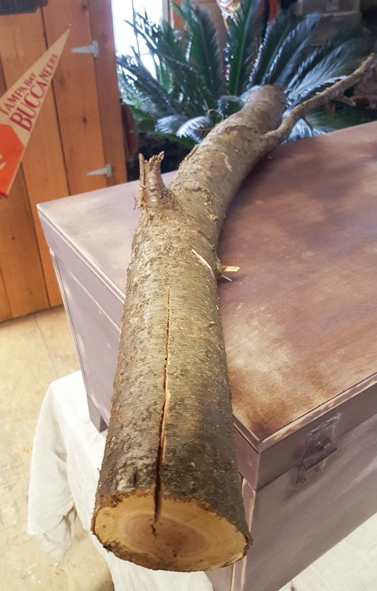 How to treat tree branches for indoor use & decor!