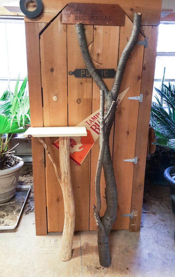 Cat lovers...learn how to make a DIY cat tree using real branches!