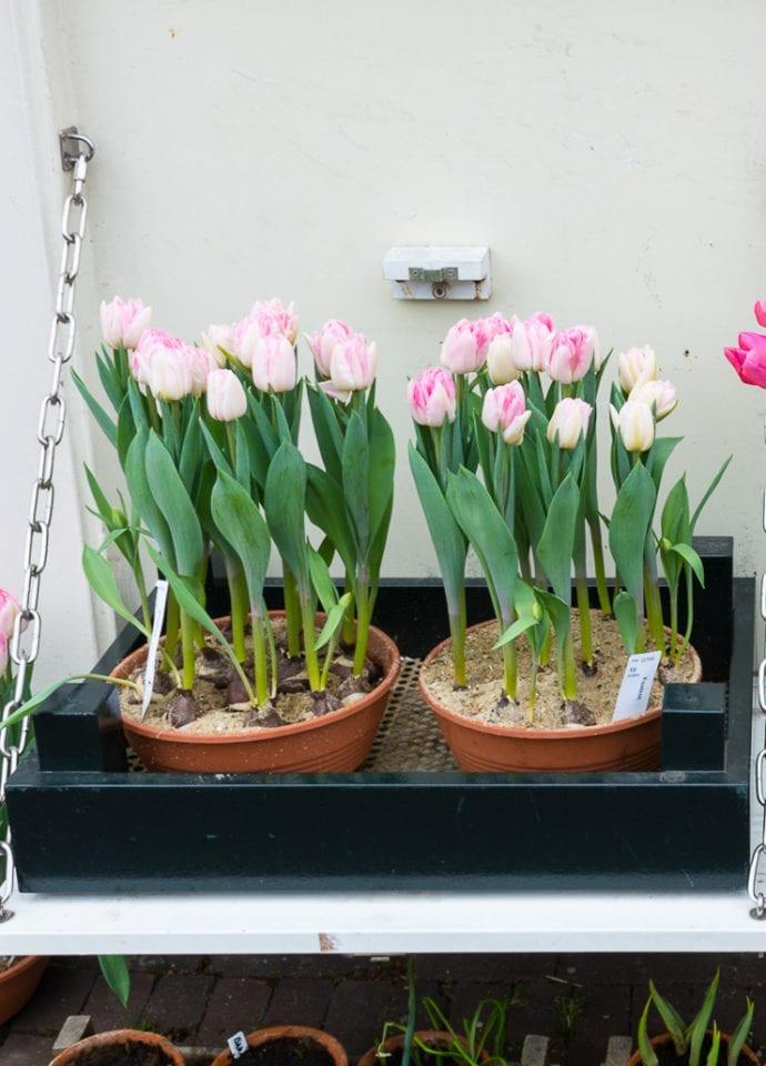 Your comprehensive guide to planting & growing tulips!