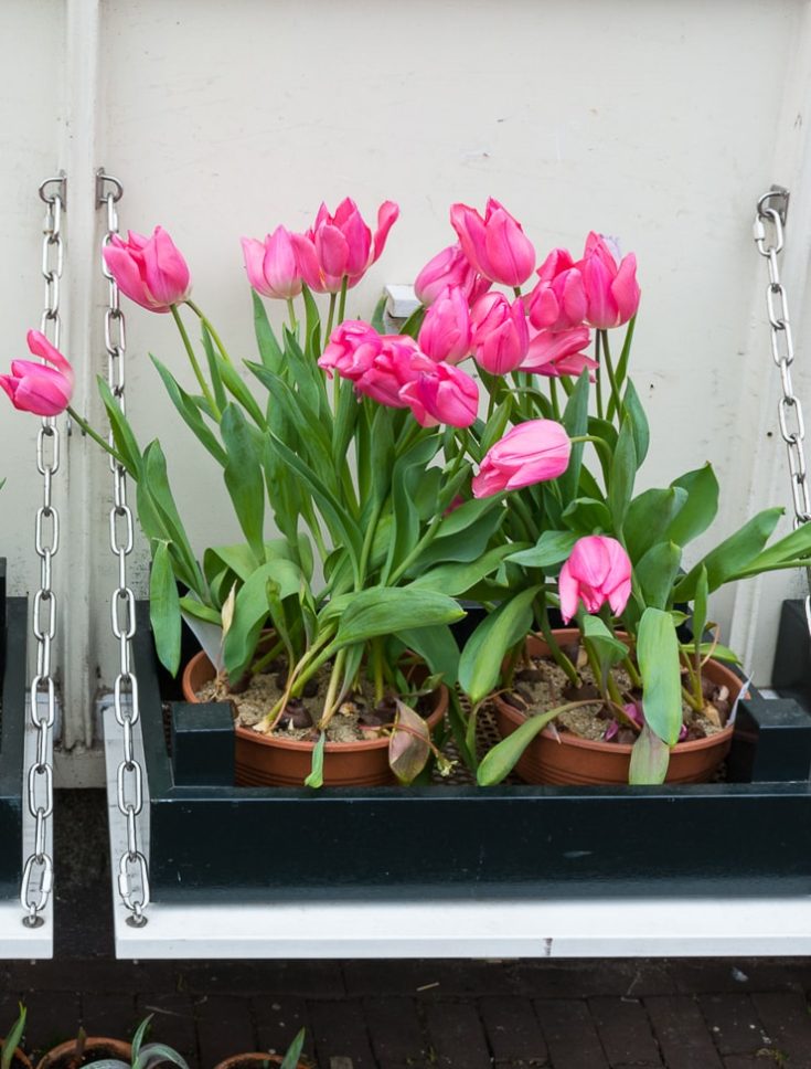 Your comprehensive guide to planting & growing tulips!