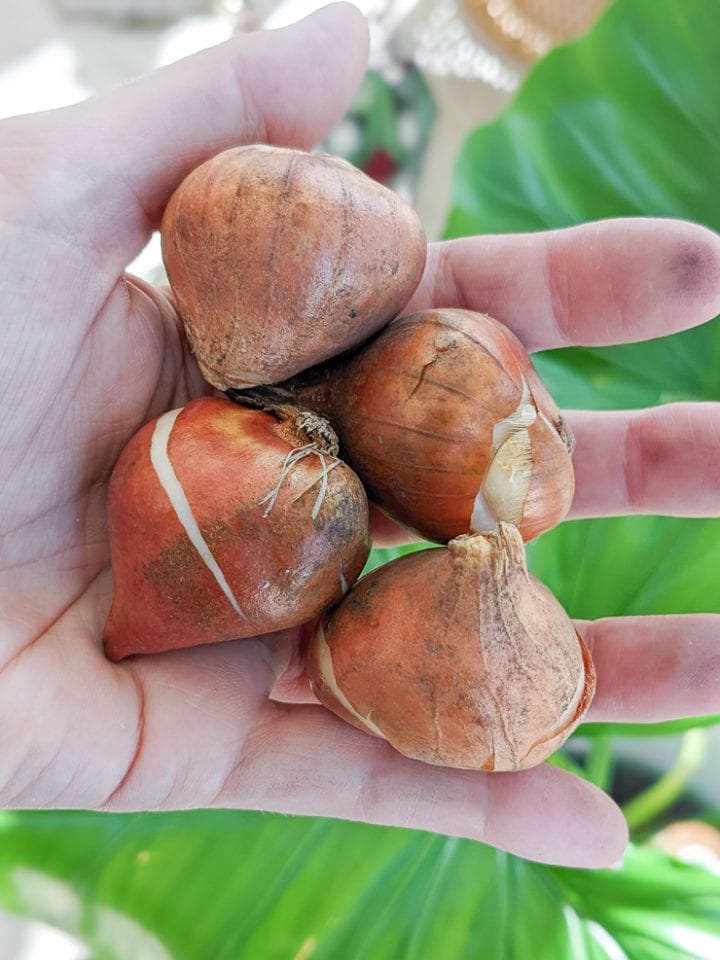 Your comprehensive guide to planting & growing tulips!