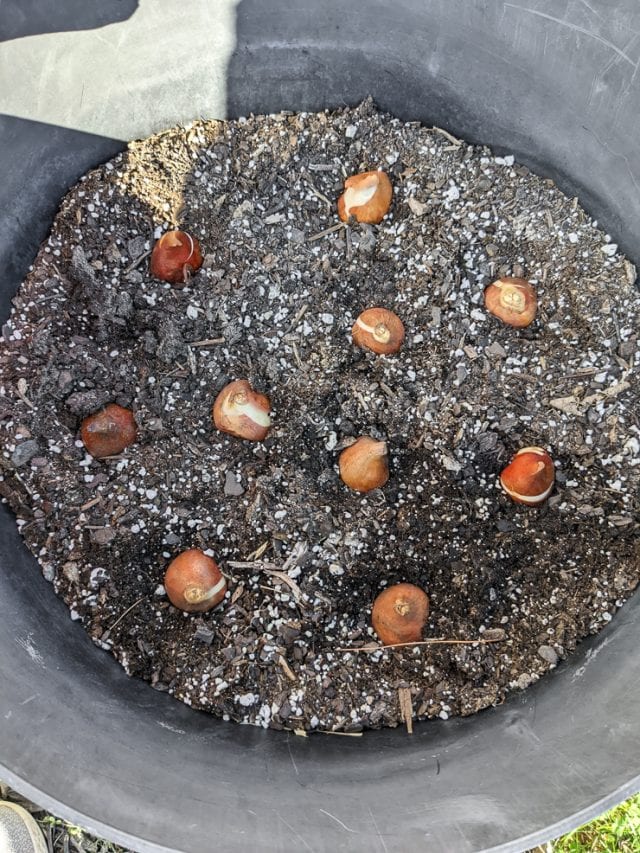 Your comprehensive guide to planting & growing tulips!