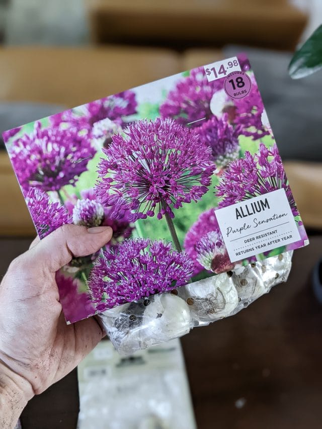 How to plant & grow allium (aka the ornamental onion)