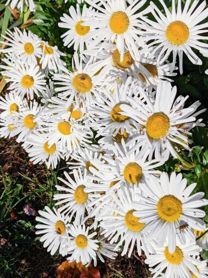 Learn how to grow aster flowers—a perfect fall pollinator!