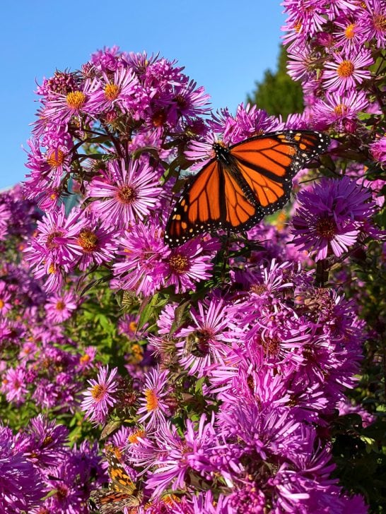 Learn how to grow aster flowers—a perfect fall pollinator!