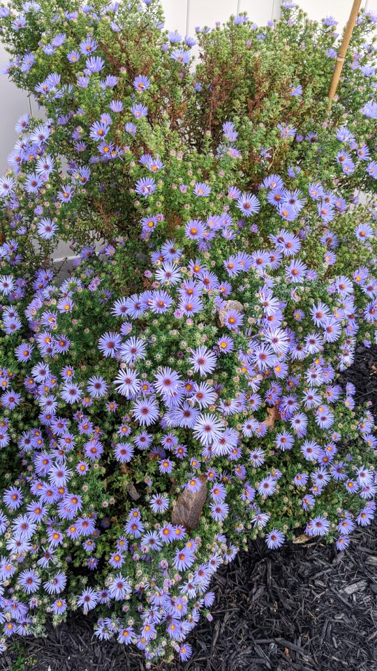 Learn how to grow aster flowers—a perfect fall pollinator!