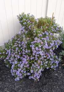 Learn how to grow aster flowers—a perfect fall pollinator!
