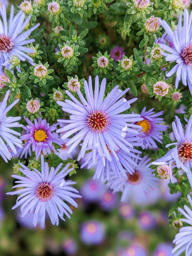 Learn how to grow aster flowers—a perfect fall pollinator!