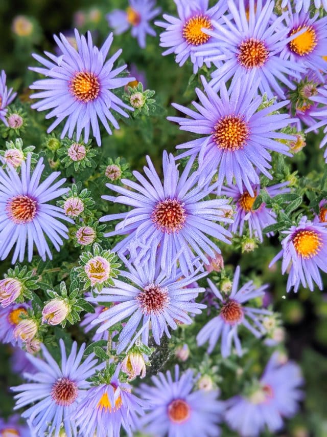 Learn how to grow aster flowers—a perfect fall pollinator!