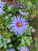 Learn how to grow aster flowers—a perfect fall pollinator!