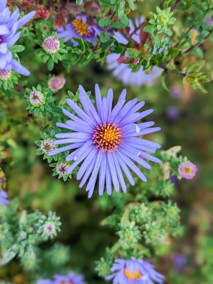 Learn how to grow aster flowers—a perfect fall pollinator!
