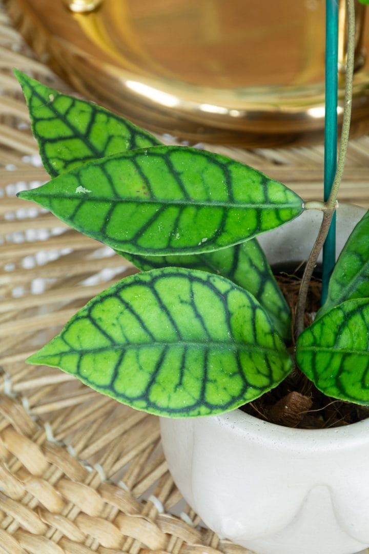 Hoya Callistophylla Care - By Brittany Goldwyn | Plants & Projects