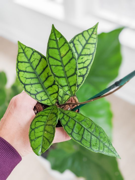 Hoya Callistophylla Care - By Brittany Goldwyn | Plants & Projects