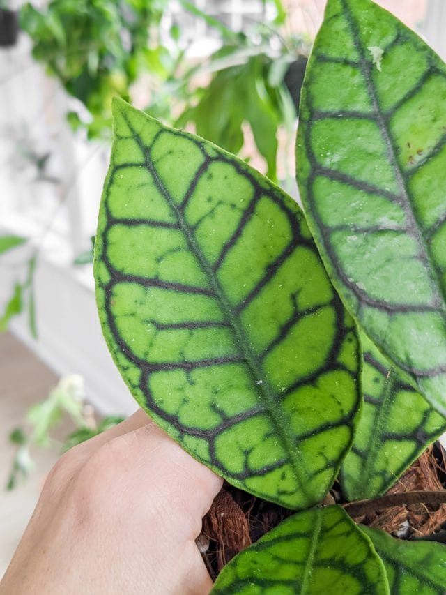 Hoya Callistophylla Care - By Brittany Goldwyn | Plants & Projects