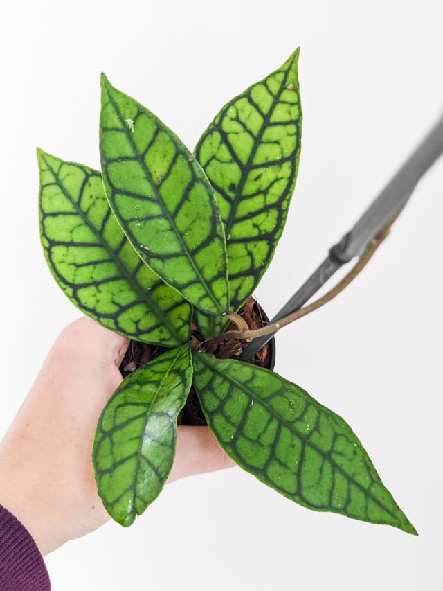 Hoya Callistophylla Care - By Brittany Goldwyn | Plants & Projects
