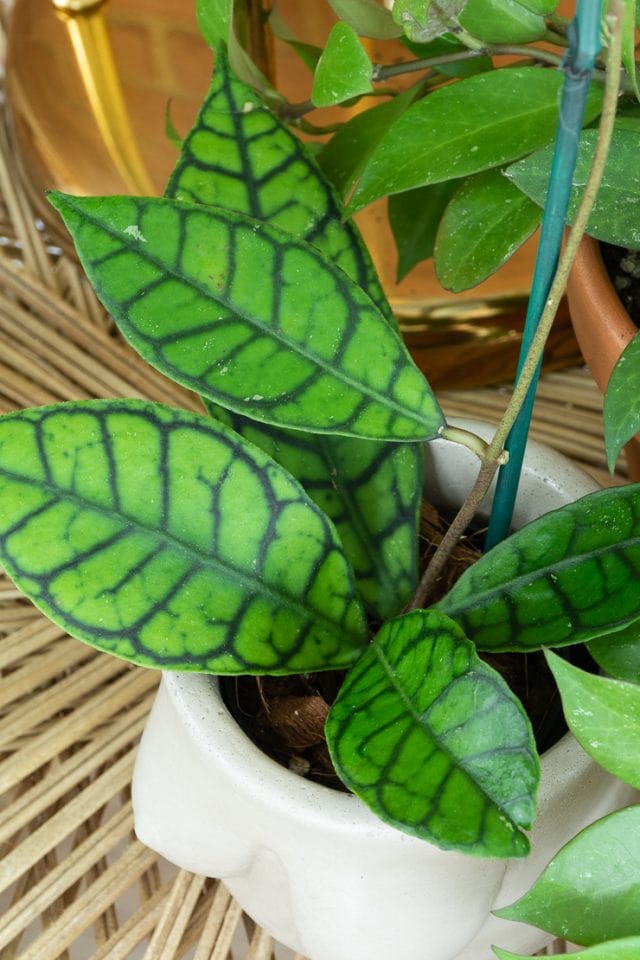 Hoya Callistophylla Care - By Brittany Goldwyn | Plants & Projects