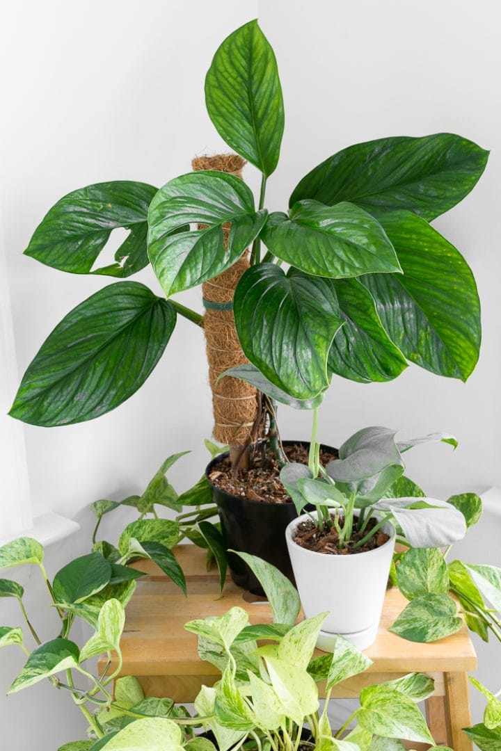 9 monstera types to add to your houseplant collection!