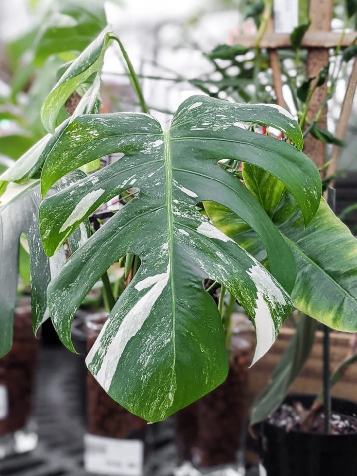 9 monstera types to add to your houseplant collection!