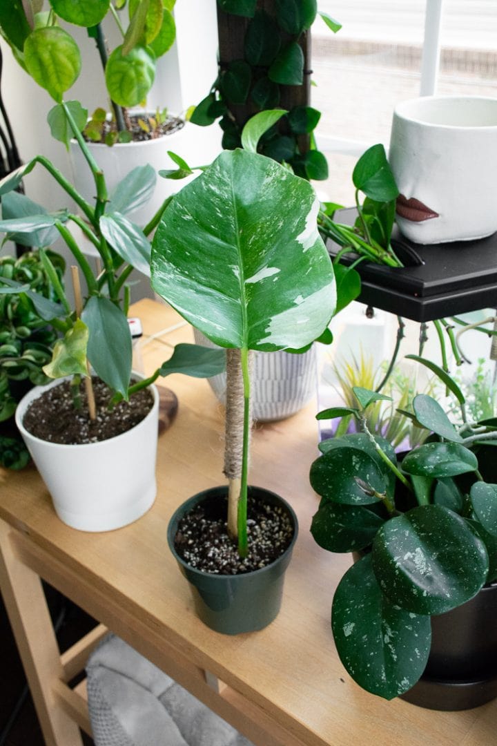 9 monstera types to add to your houseplant collection!