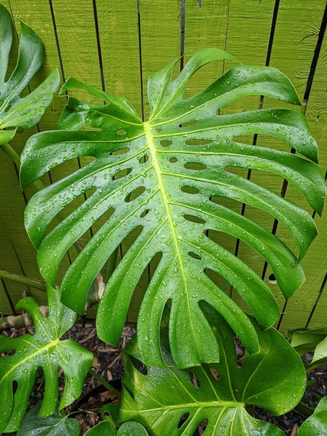 9 monstera types to add to your houseplant collection!
