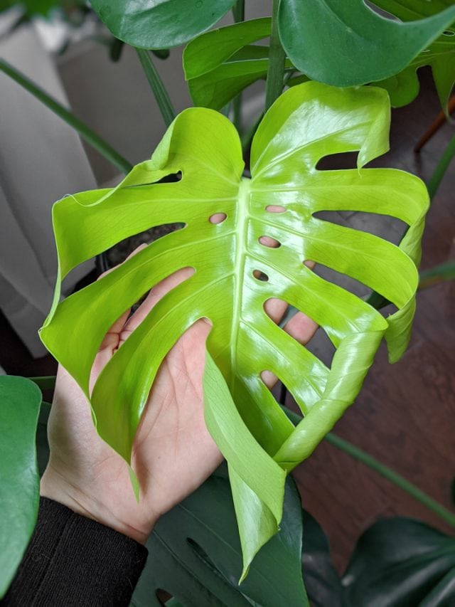 9 monstera types to add to your houseplant collection!