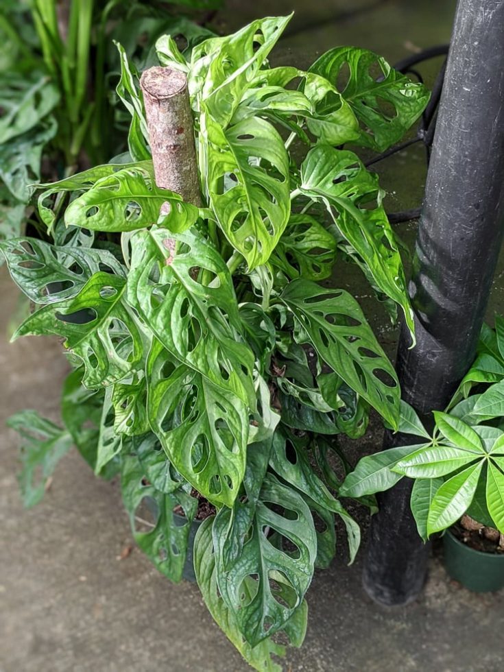 9 monstera types to add to your houseplant collection!