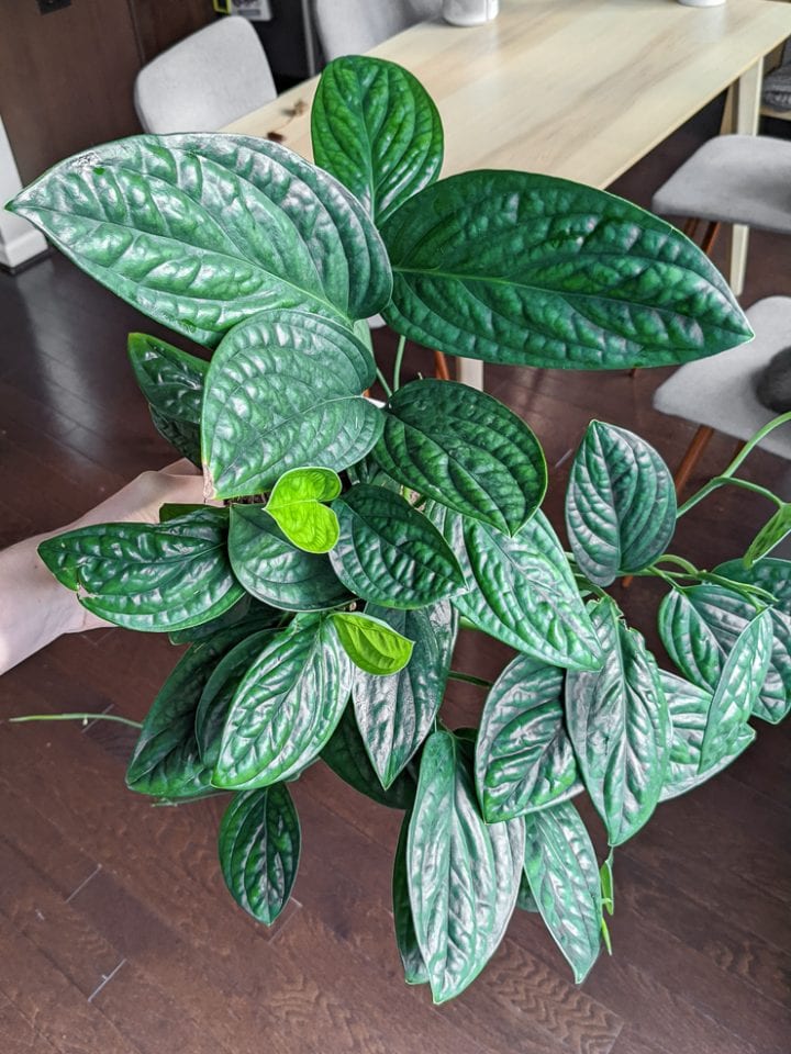 9 monstera types to add to your houseplant collection!