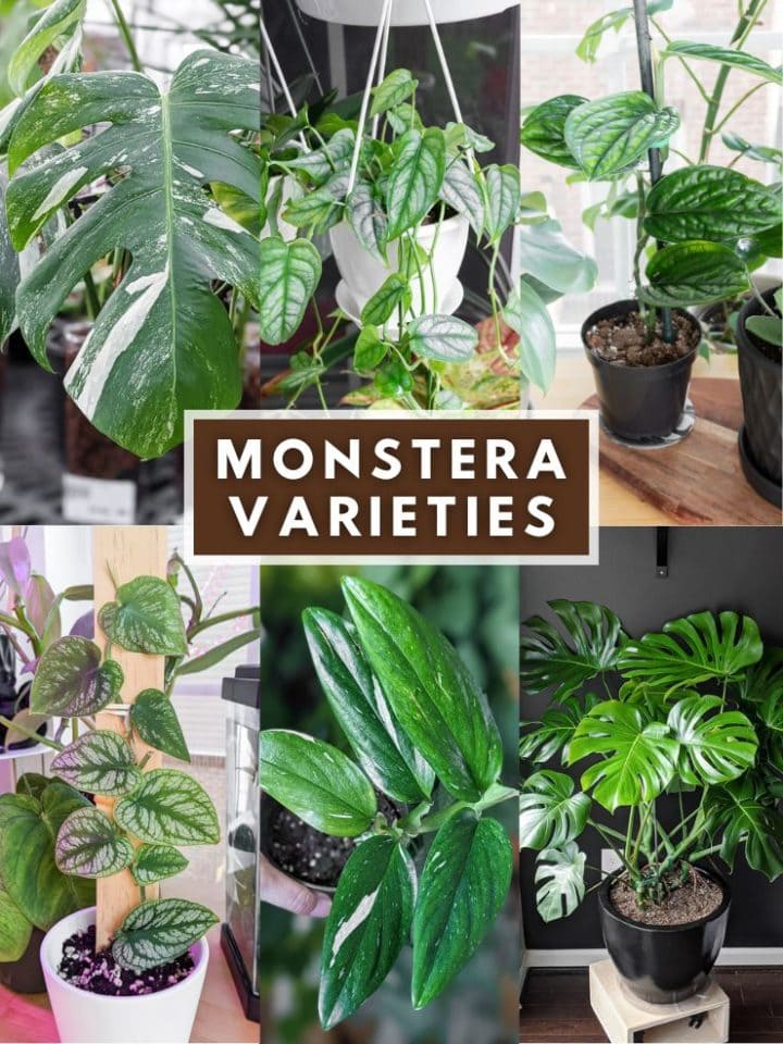 9 monstera types to add to your houseplant collection!