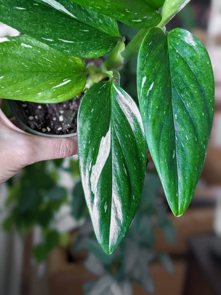 Monstera standleyana albo variegata—a gorgeous