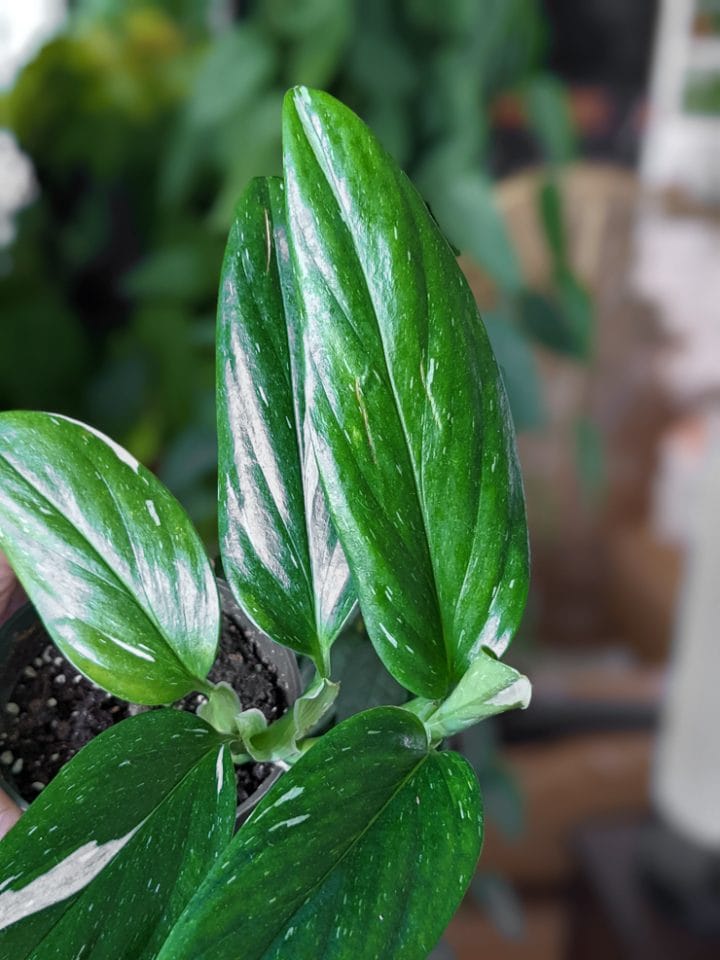 Monstera standleyana albo variegata—a gorgeous