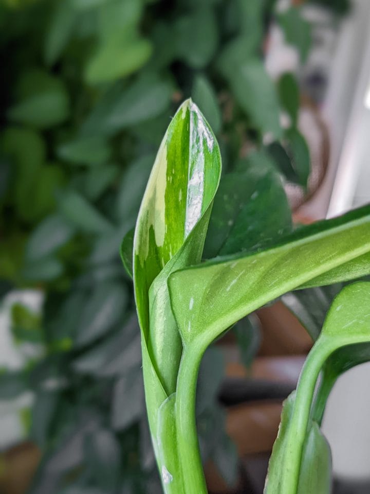 Monstera standleyana albo variegata—a gorgeous