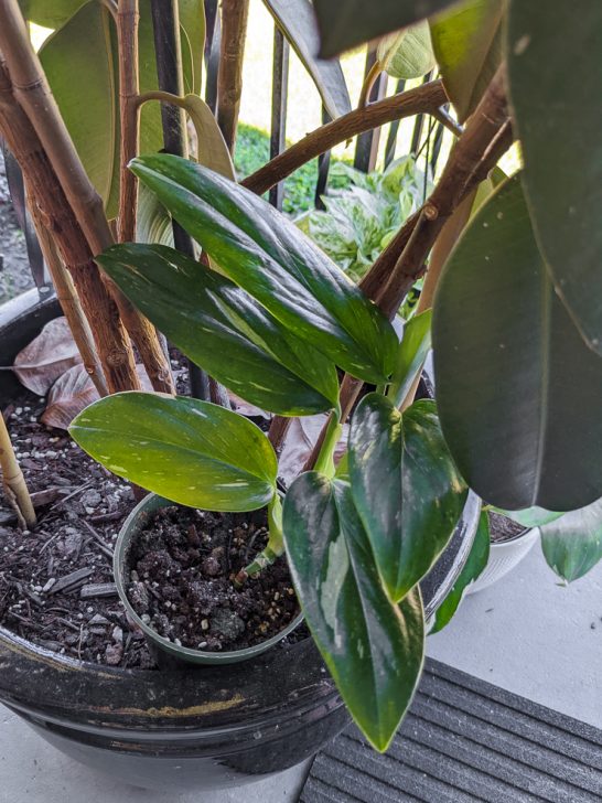 Monstera standleyana albo variegata—a gorgeous