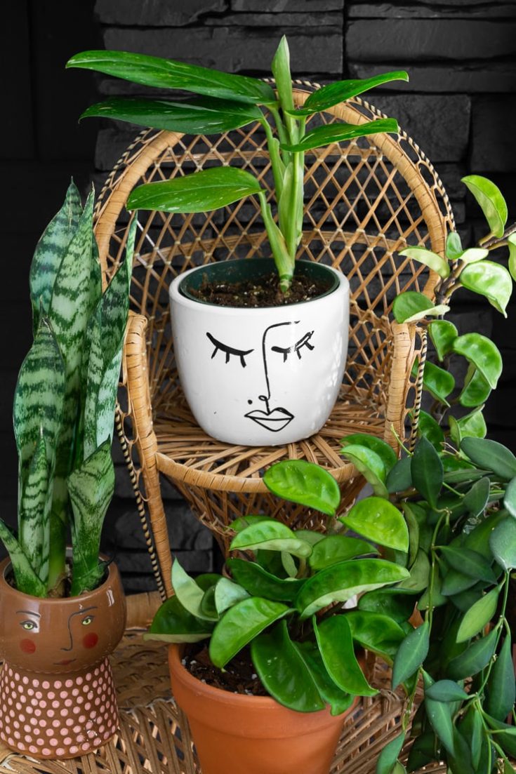 Monstera standleyana albo variegata—a gorgeous