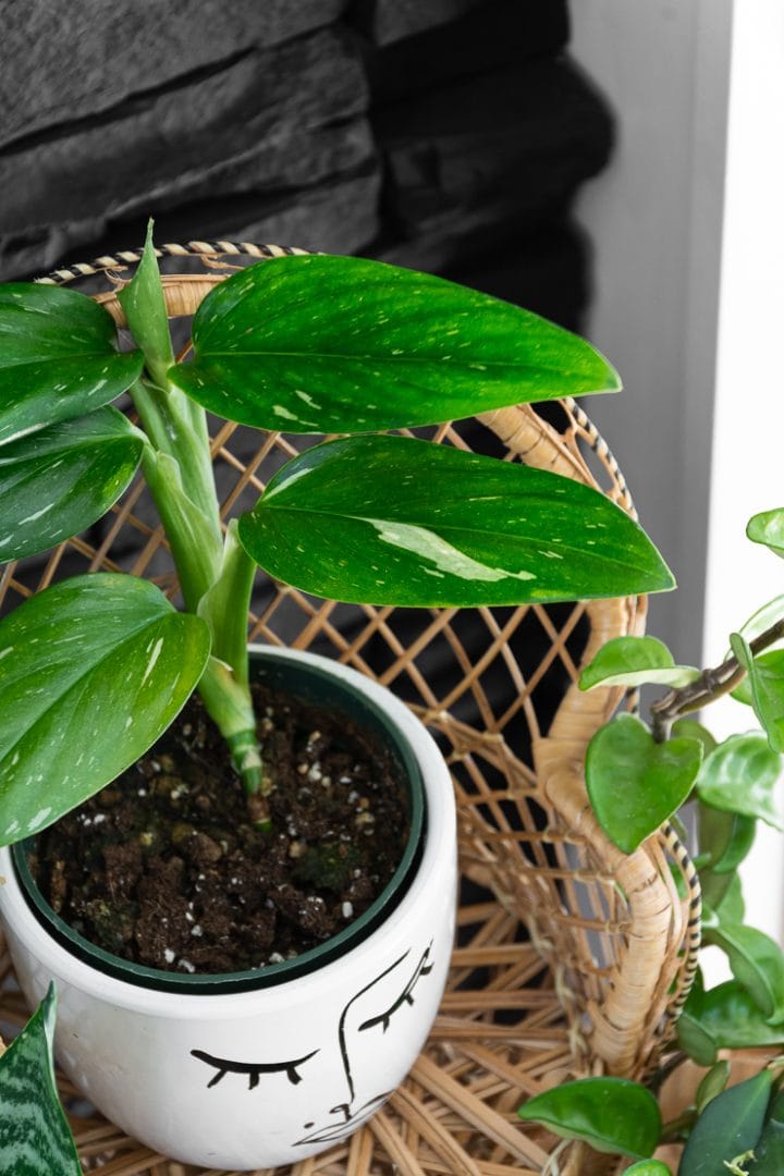 Monstera standleyana albo variegata—a gorgeous