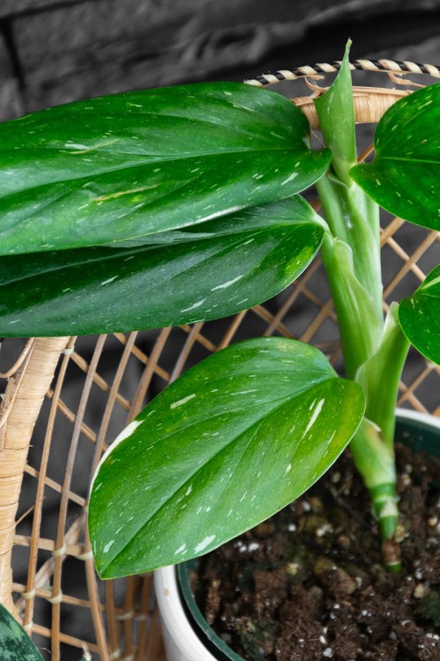 Monstera standleyana albo variegata—a gorgeous