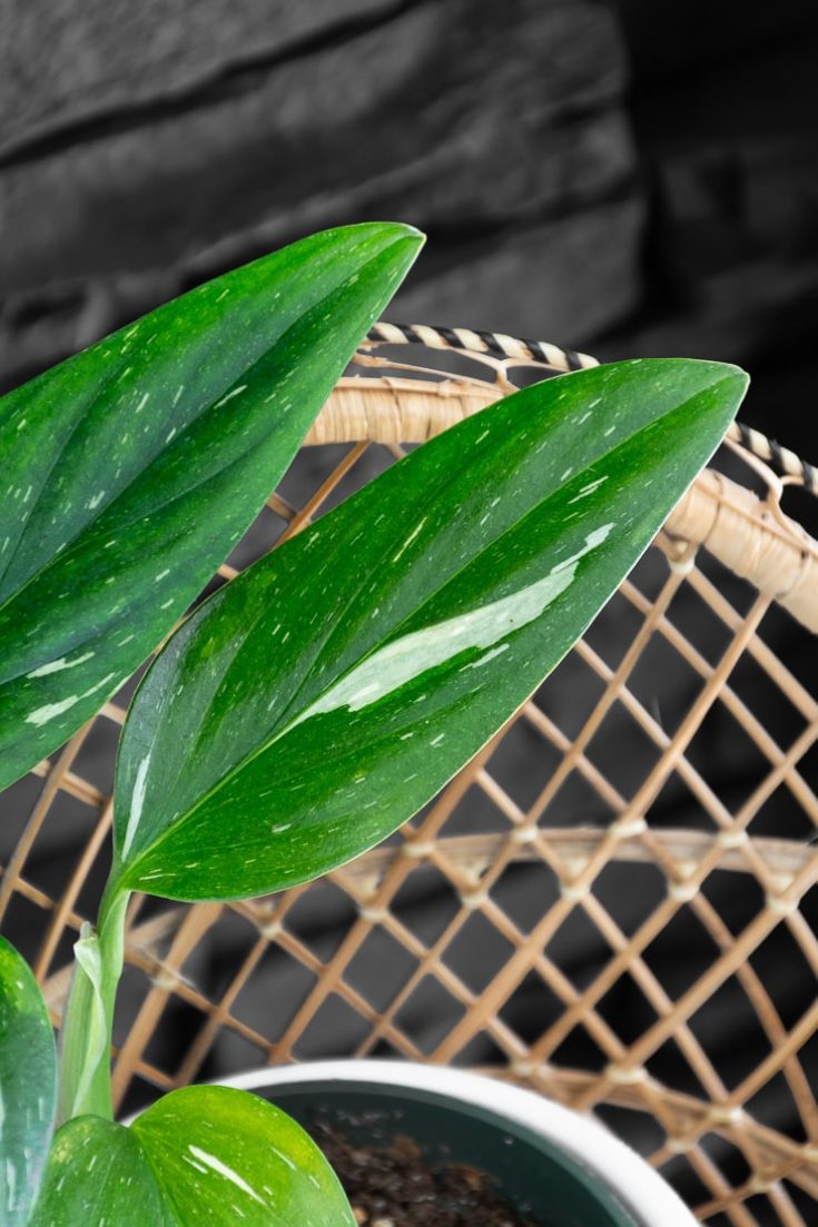 Monstera standleyana albo variegata—a gorgeous