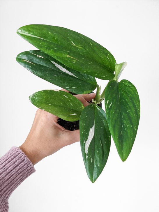 Monstera standleyana albo variegata—a gorgeous