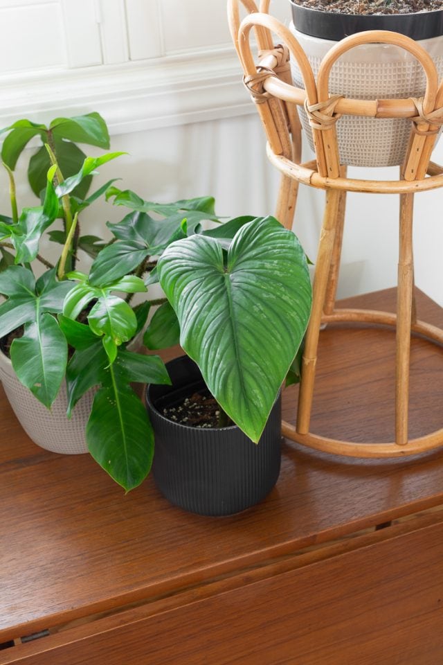 How to care for the lovely philodendron mamei!