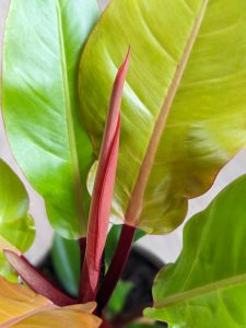 Philodendron prince of orange & how to care for this bright tropical!