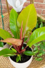 Philodendron prince of orange & how to care for this bright tropical!