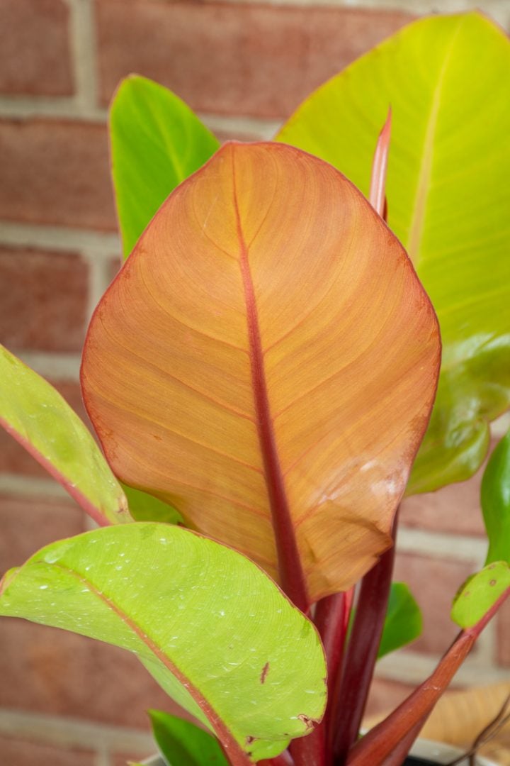 Philodendron prince of orange & how to care for this bright tropical!